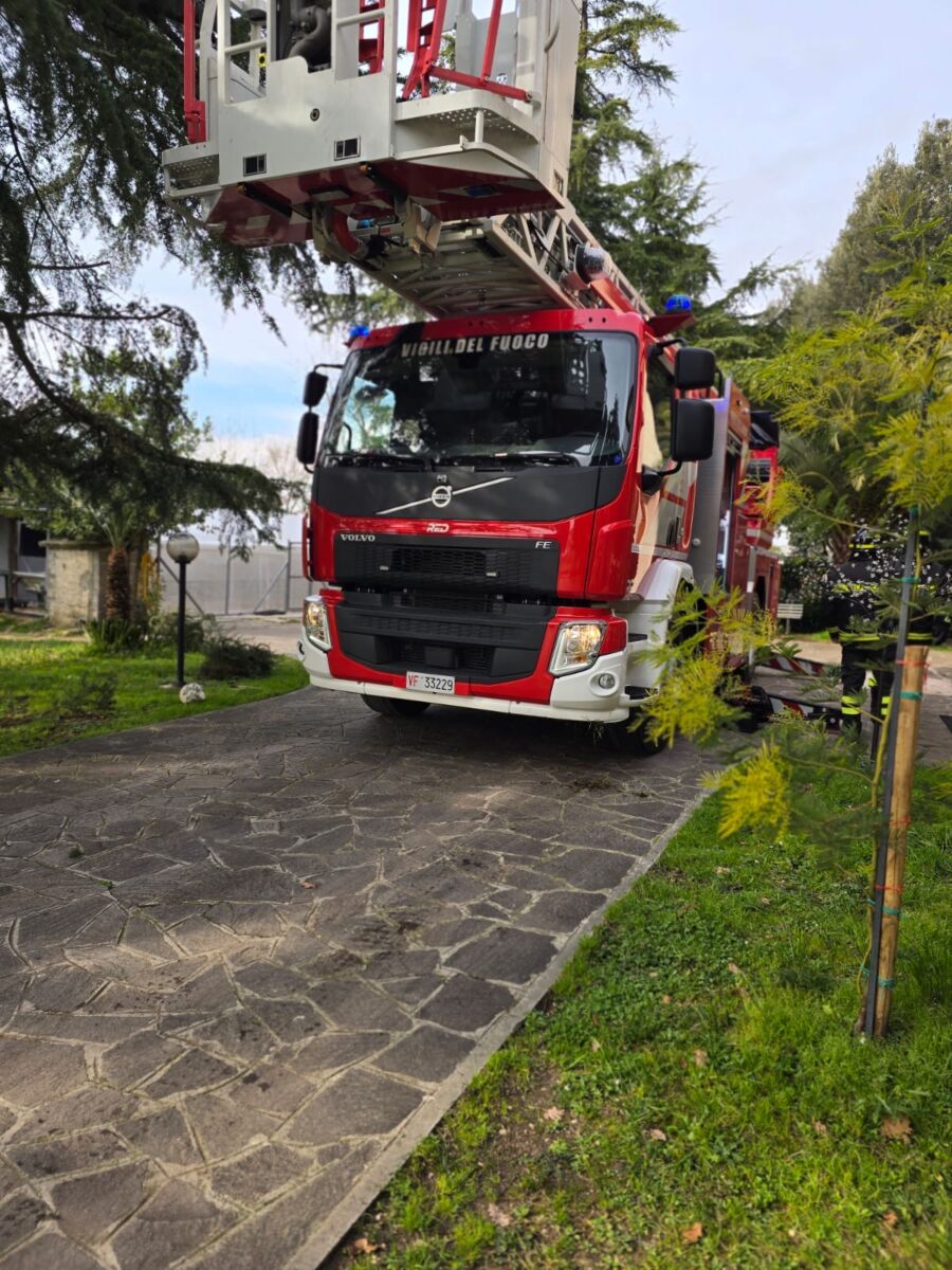 Birba di nome e... di fatto: gatto salvato in cima a un cedro a ...