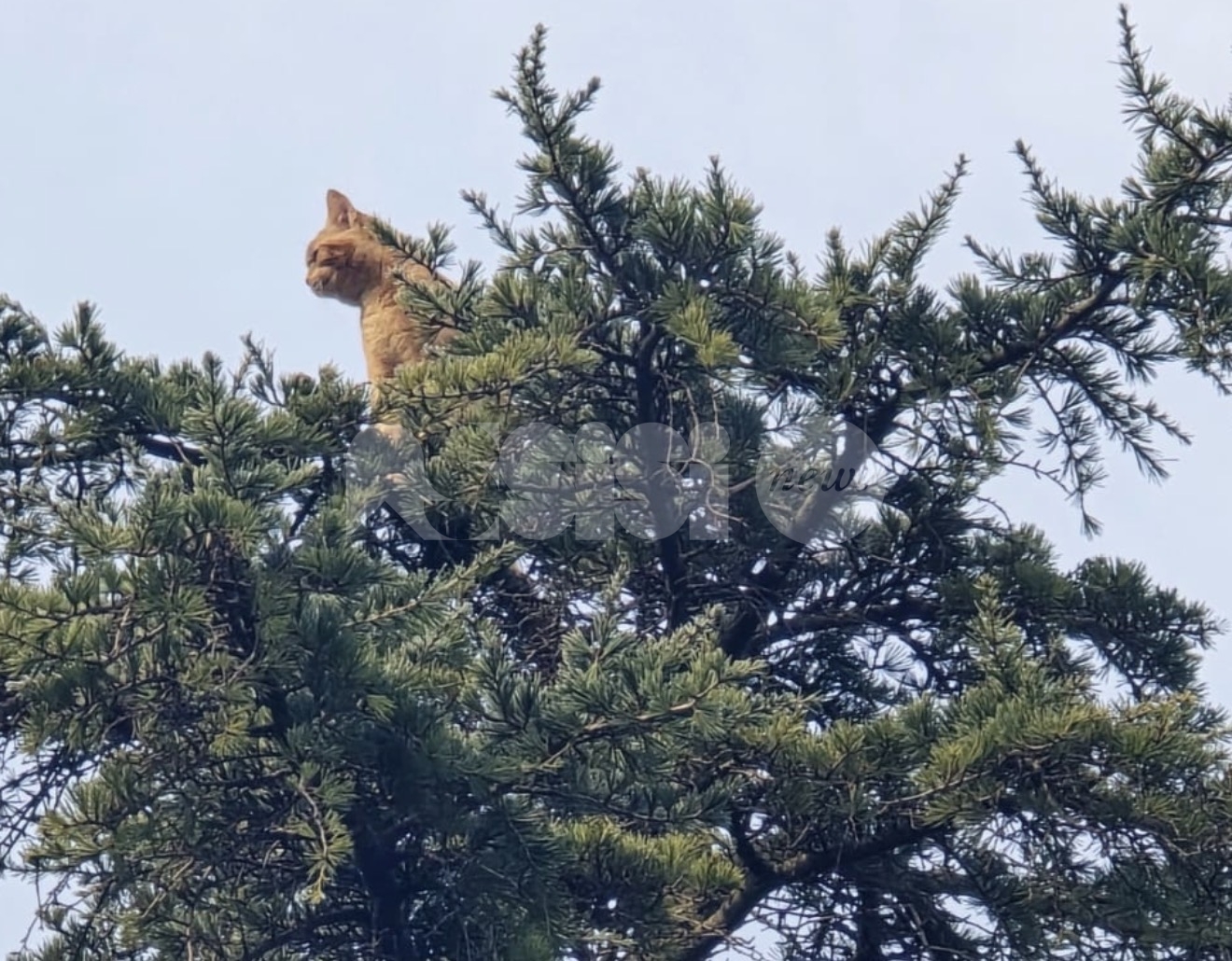 Birba di nome e... di fatto: gatto salvato in cima a un cedro a ...