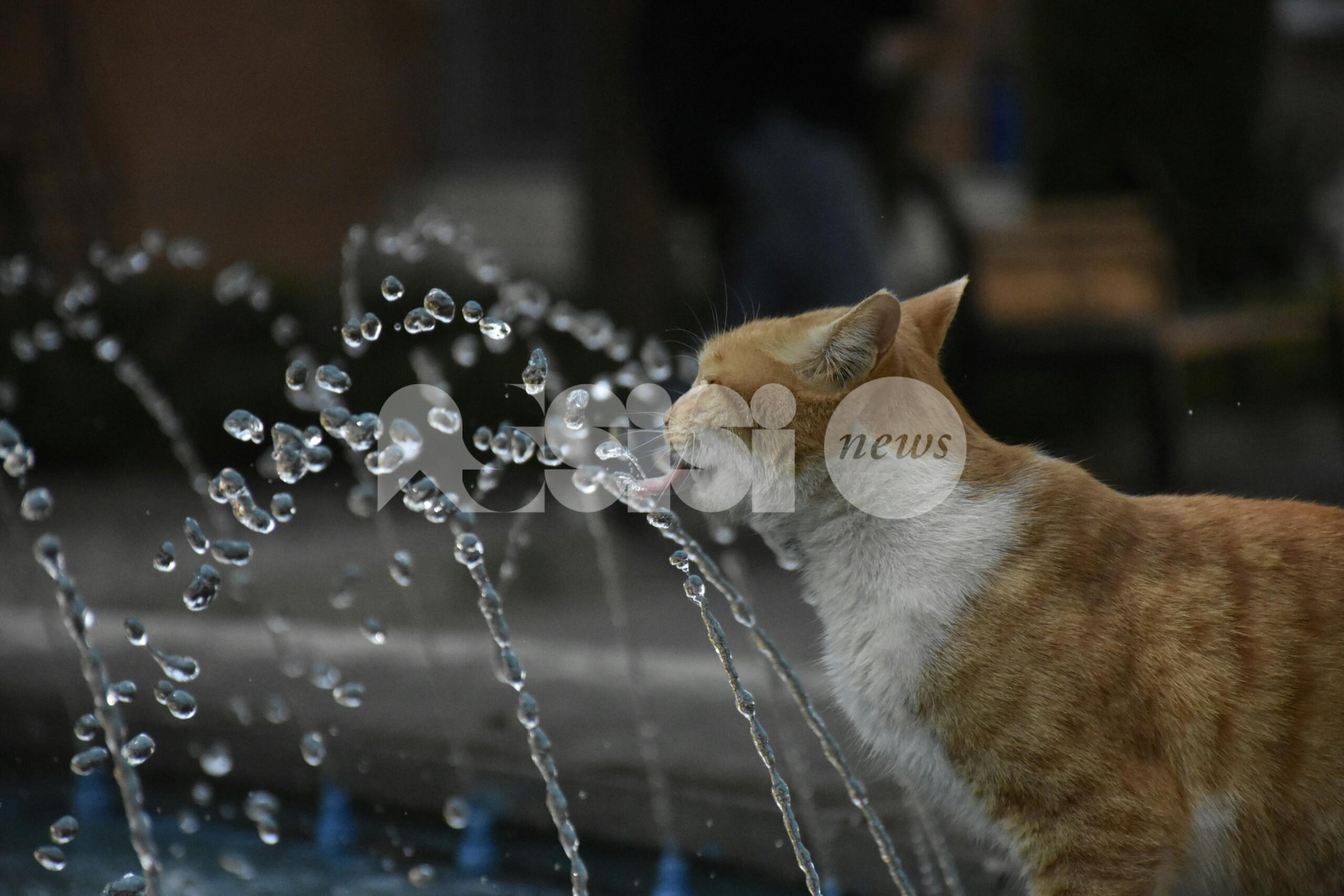 Meteo Assisi 12-14 giugno 2026: sole protagonista assoluto del weekend ...