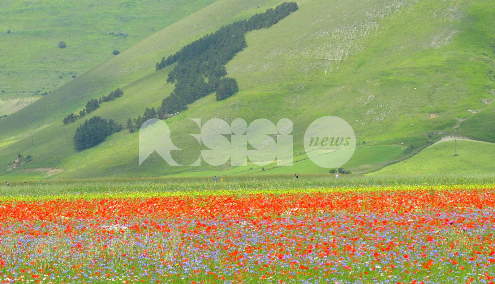 Fioritura a Castelluccio di Norcia 2026, tornano le navette: saranno ...